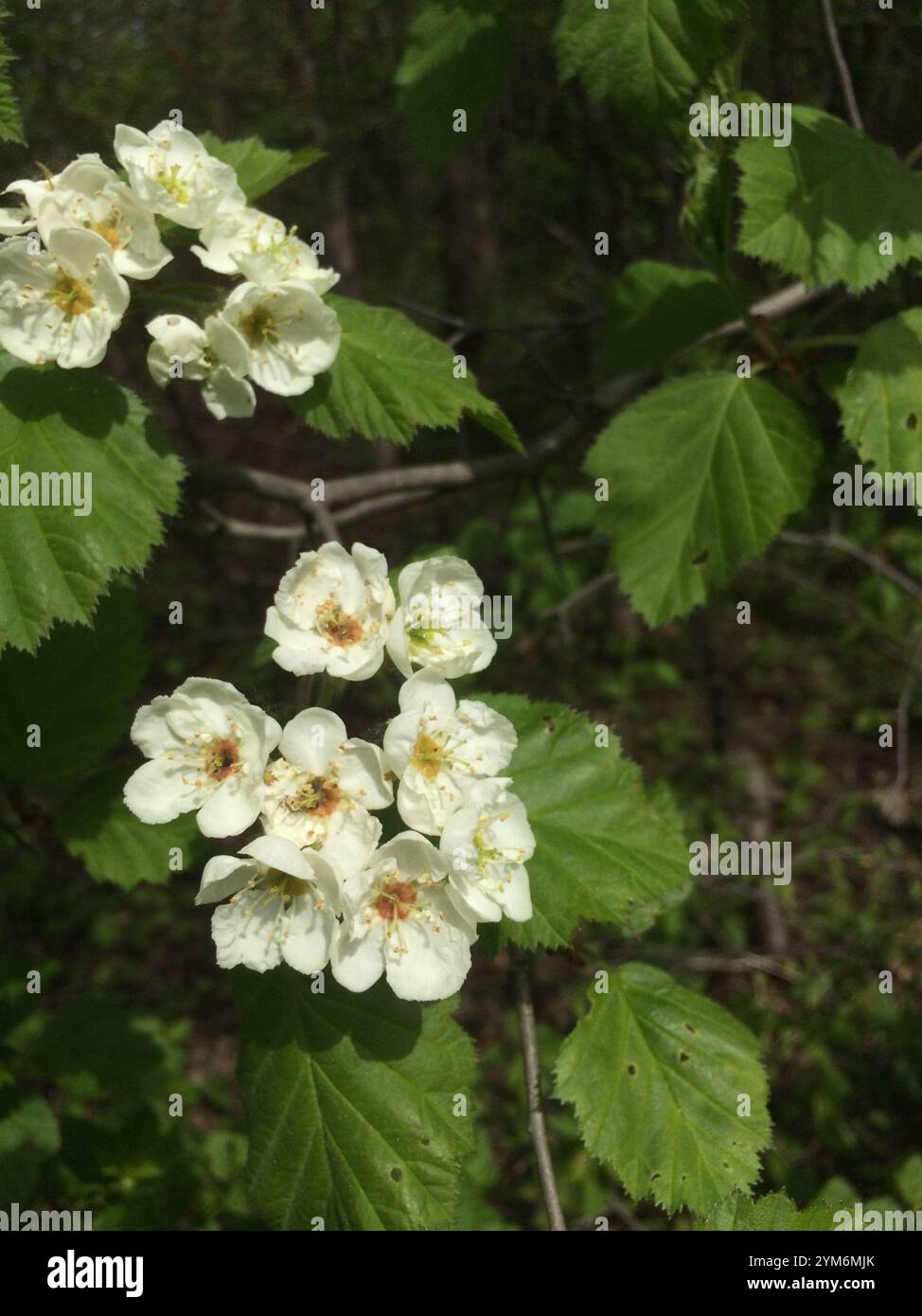 Hairy Cockspurthorn (Crataegus submollis Stock Photo - Alamy