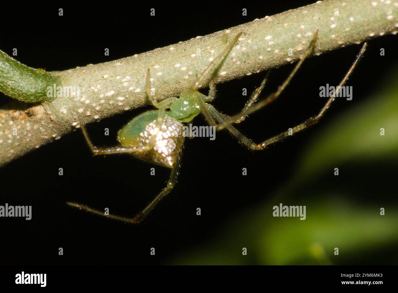 Mirror-ball Spiders (Thwaitesia Stock Photo - Alamy