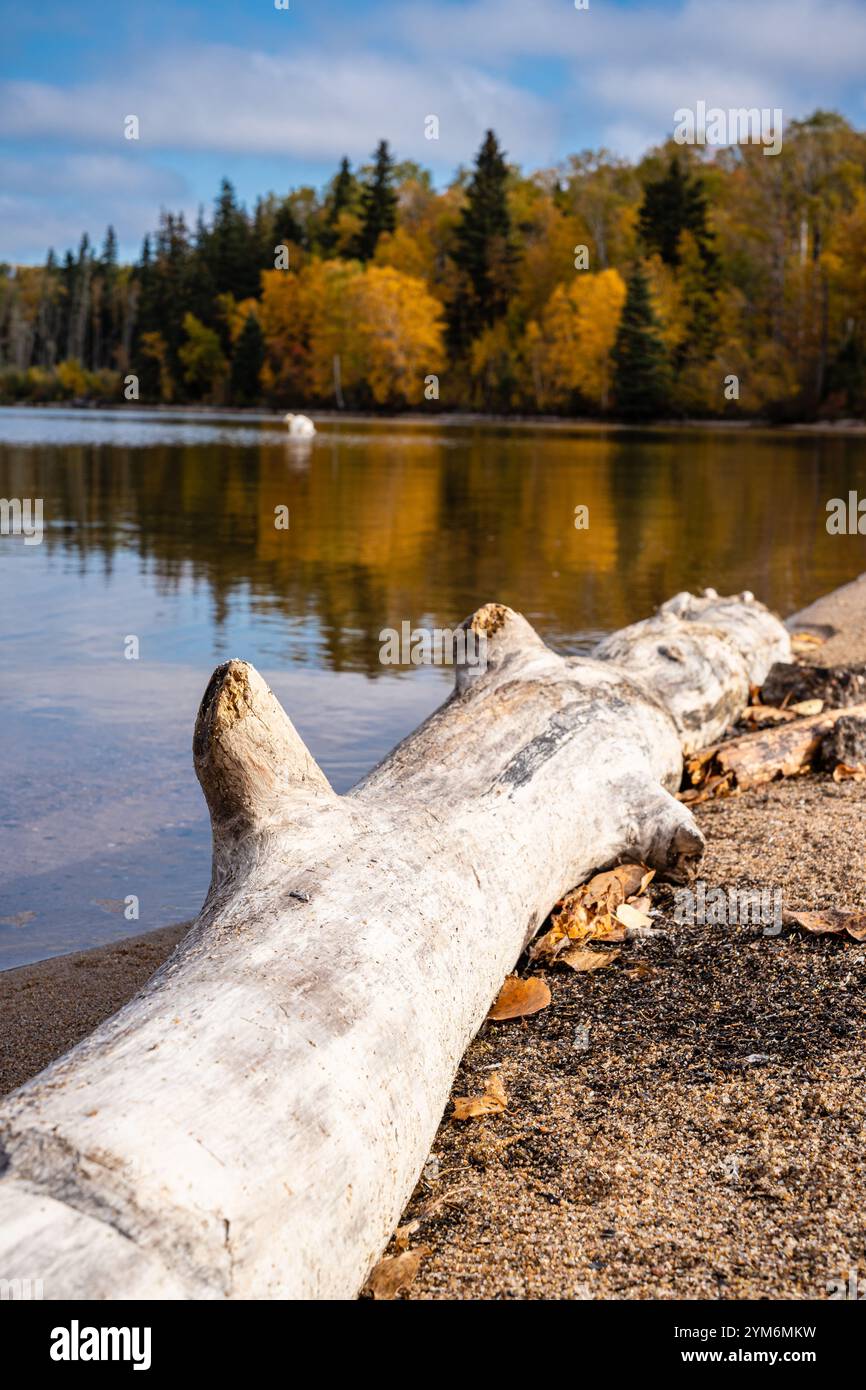 A large log is sitting on the beach next to a body of water. The log is ...