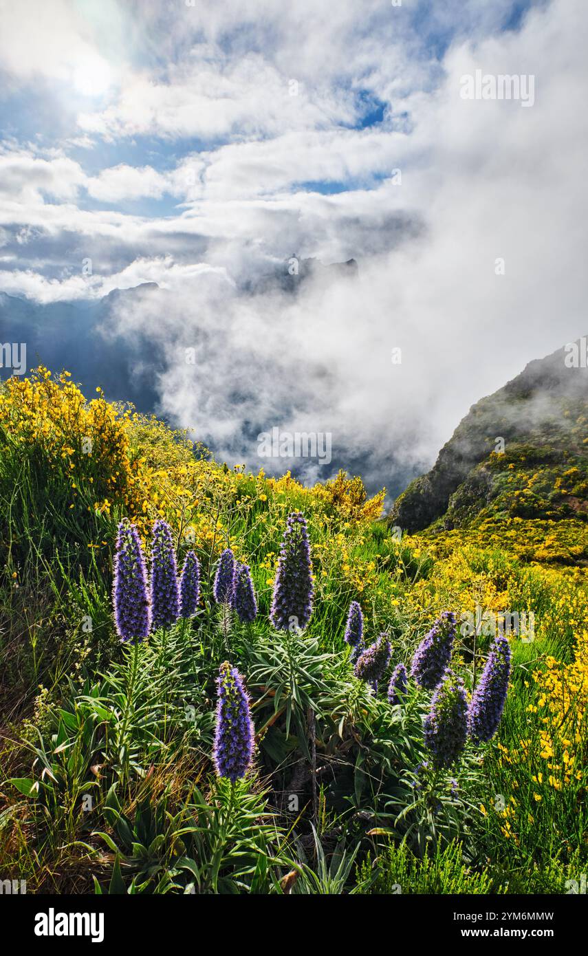 Madeira landscape with Pride of Madeira flowers and blooming Cytisus ...