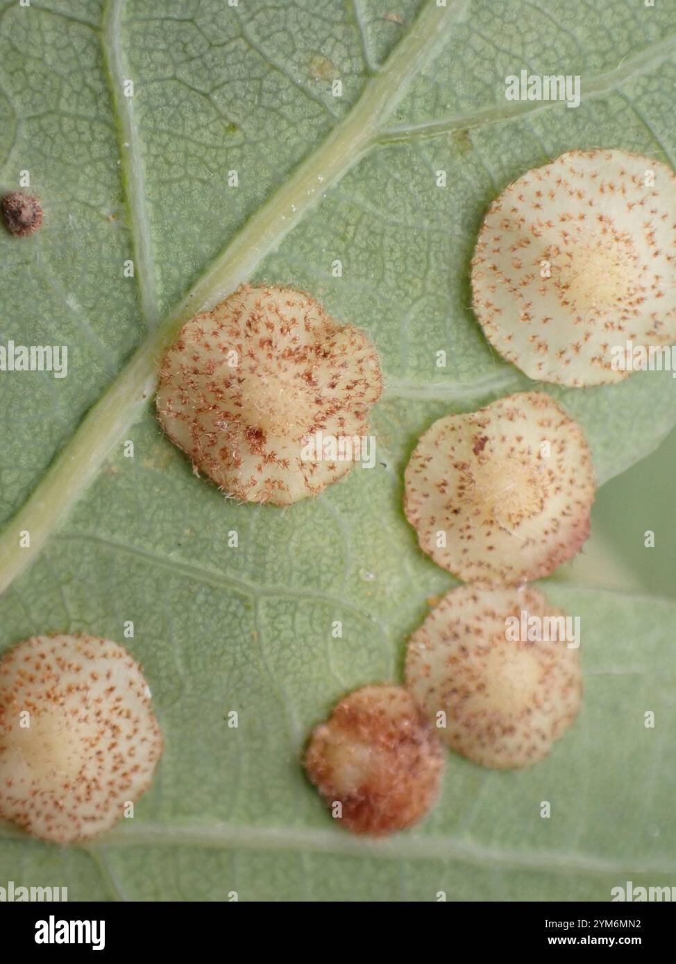Common Spangle Gall Wasp (Neuroterus quercusbaccarum Stock Photo - Alamy