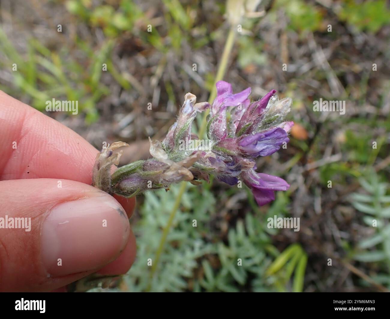 Showy Locoweed (Oxytropis splendens Stock Photo - Alamy