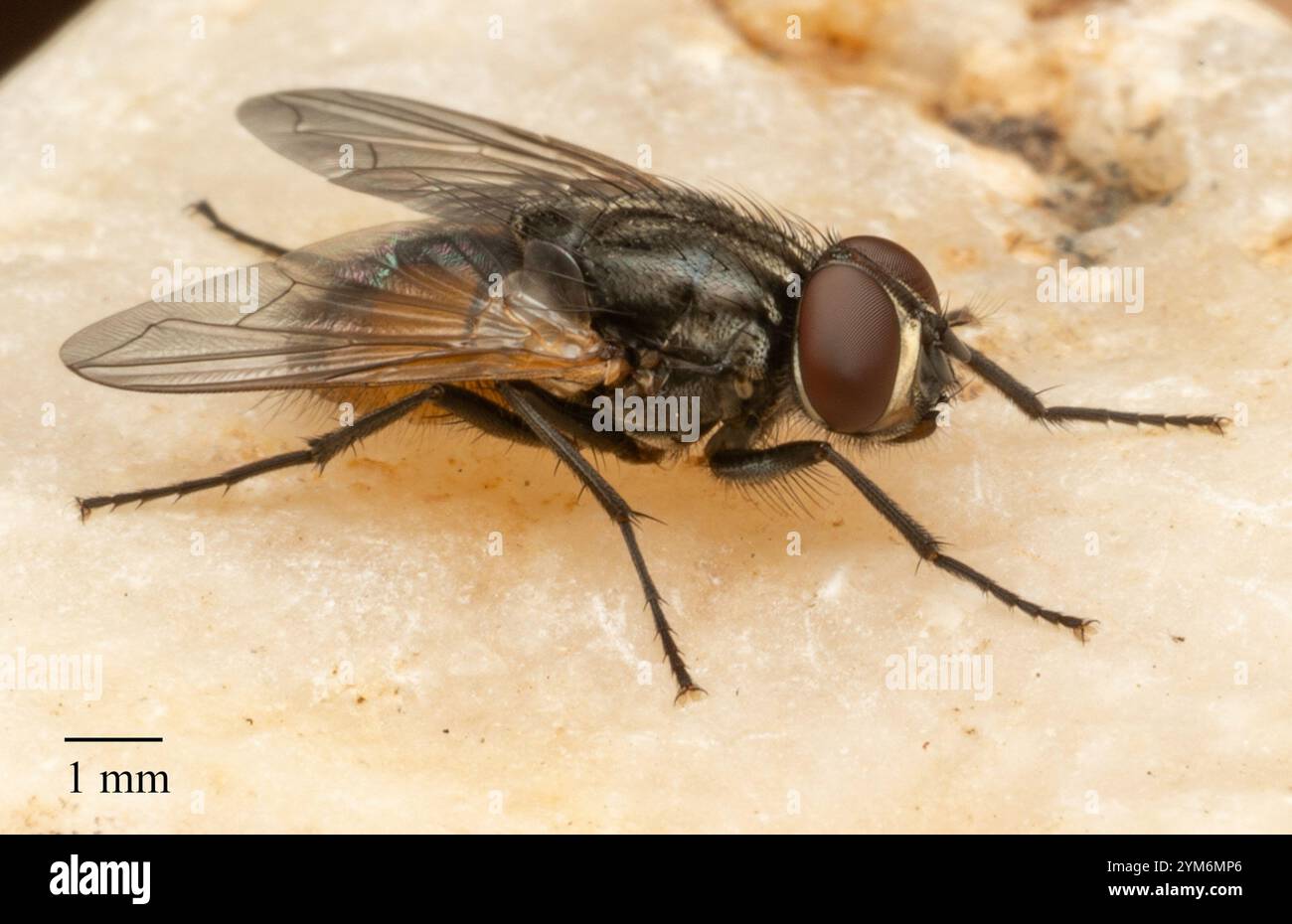 Common House Fly (Musca domestica Stock Photo - Alamy