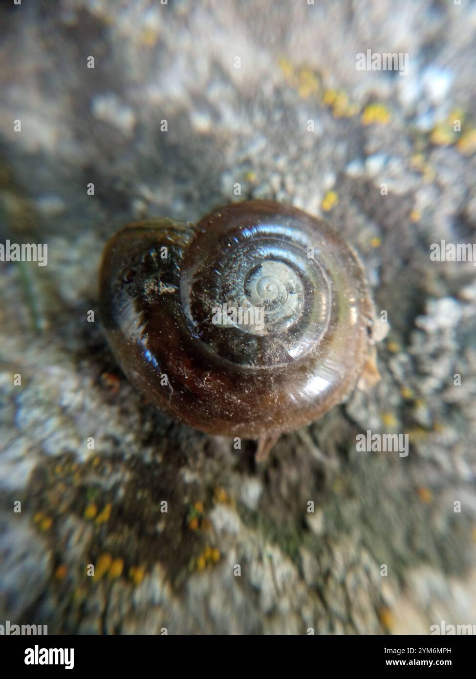 Oxychilus draparnaudi hi-res stock photography and images - Alamy