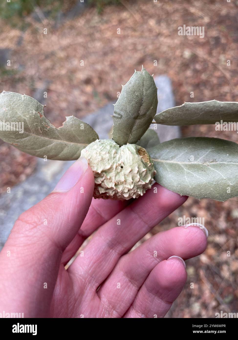 Live Oak Apple Gall Wasp (Amphibolips quercuspomiformis Stock Photo - Alamy