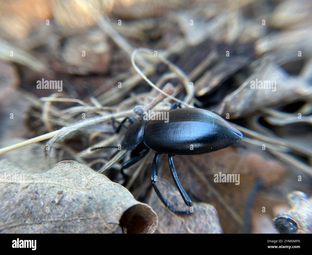 Dentate Stink Beetle (Eleodes dentipes Stock Photo - Alamy