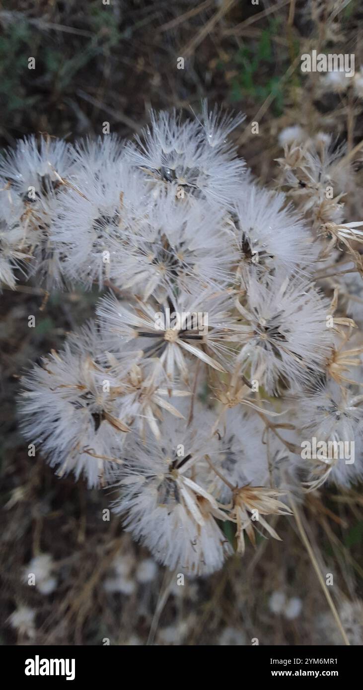 False Boneset (Brickellia eupatorioides Stock Photo - Alamy