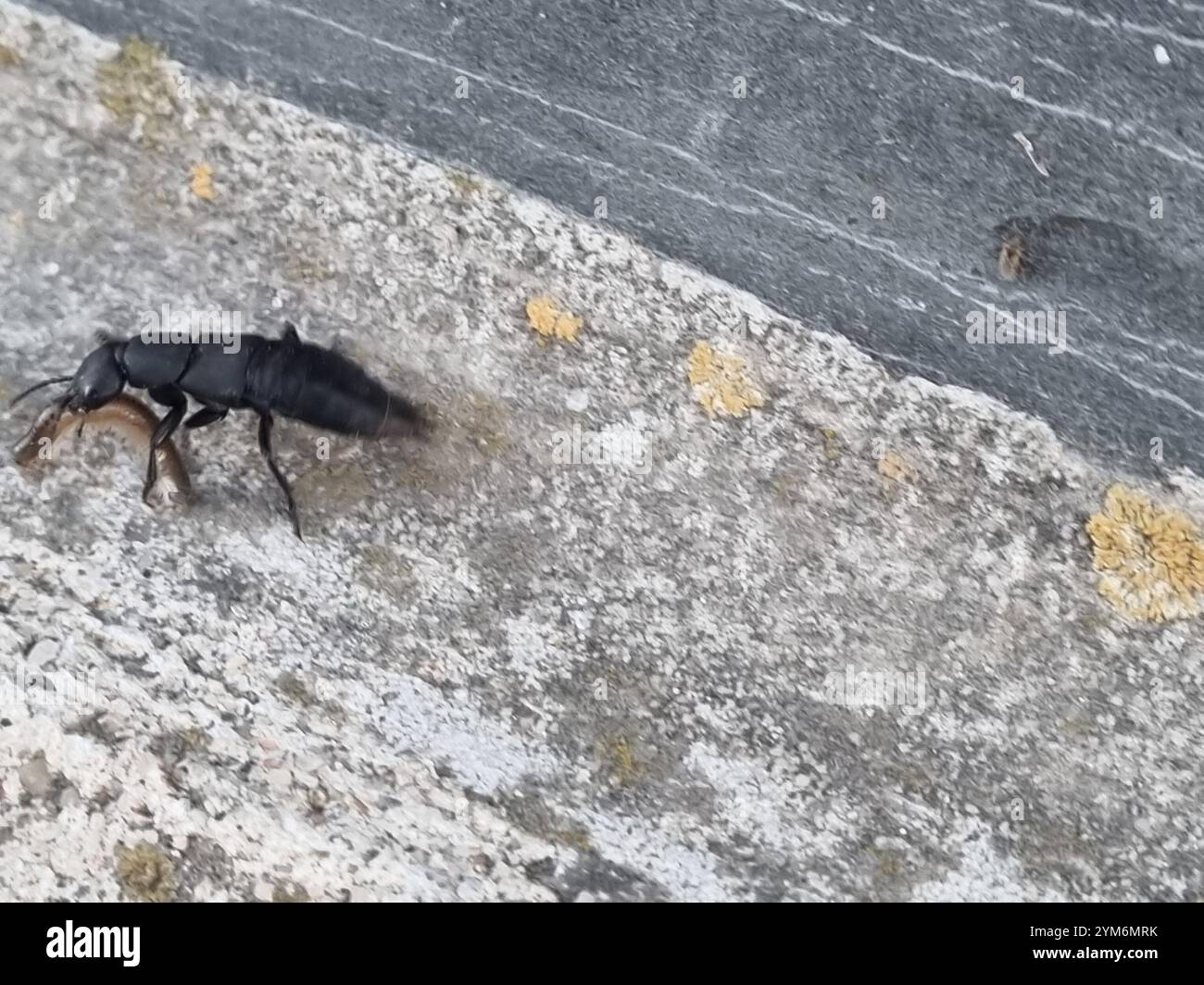 Devil's Coach Horse Beetle (Ocypus olens Stock Photo - Alamy