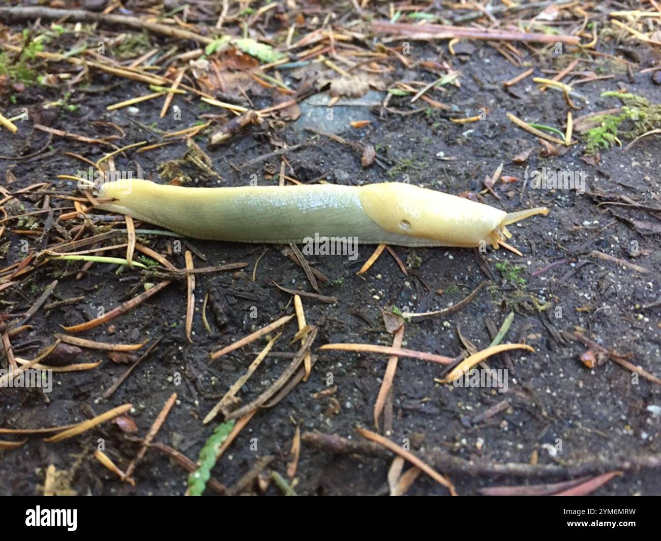 Pacific Banana Slug (Ariolimax columbianus Stock Photo - Alamy