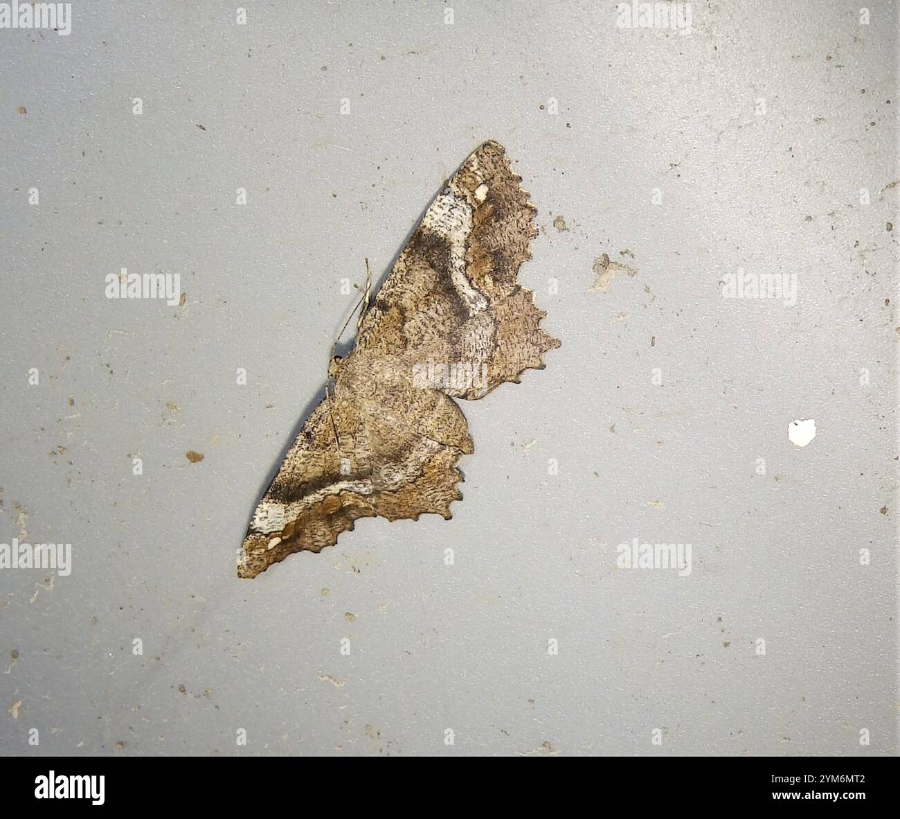 Unipunctata hi-res stock photography and images - Alamy