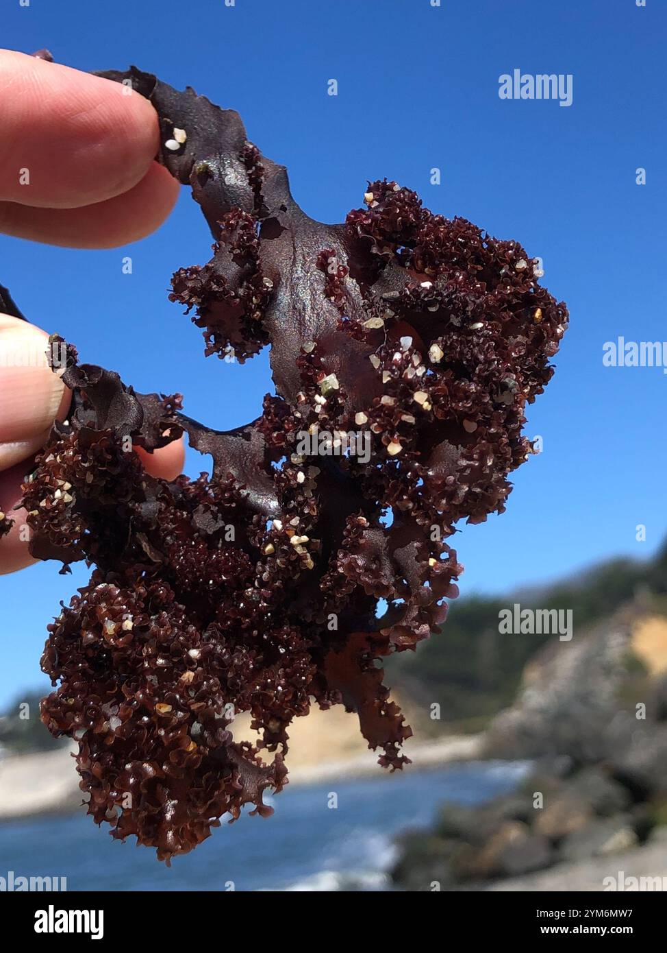 Grape Tongue (Cryptopleura ruprechtiana Stock Photo - Alamy