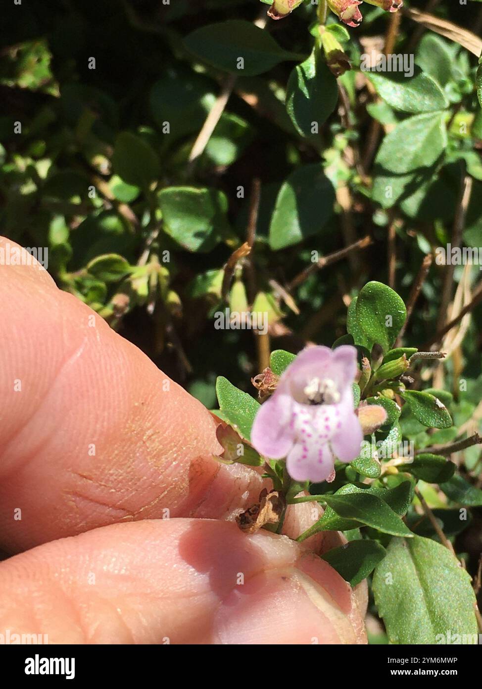 Georgia calamint (Clinopodium carolinianum Stock Photo - Alamy