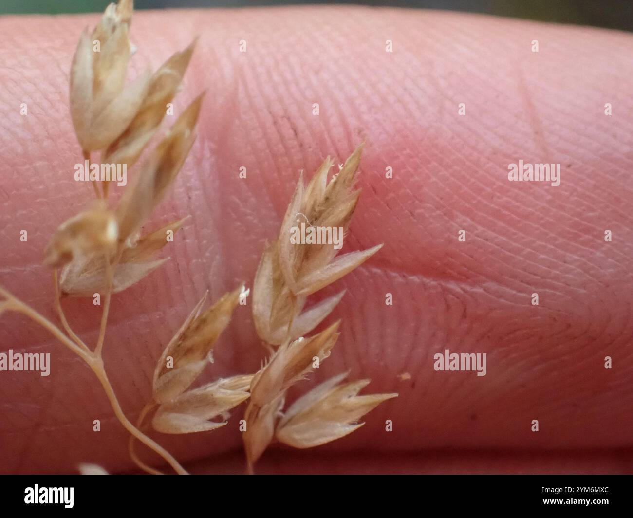 Alpine Bluegrass (Poa alpina Stock Photo - Alamy