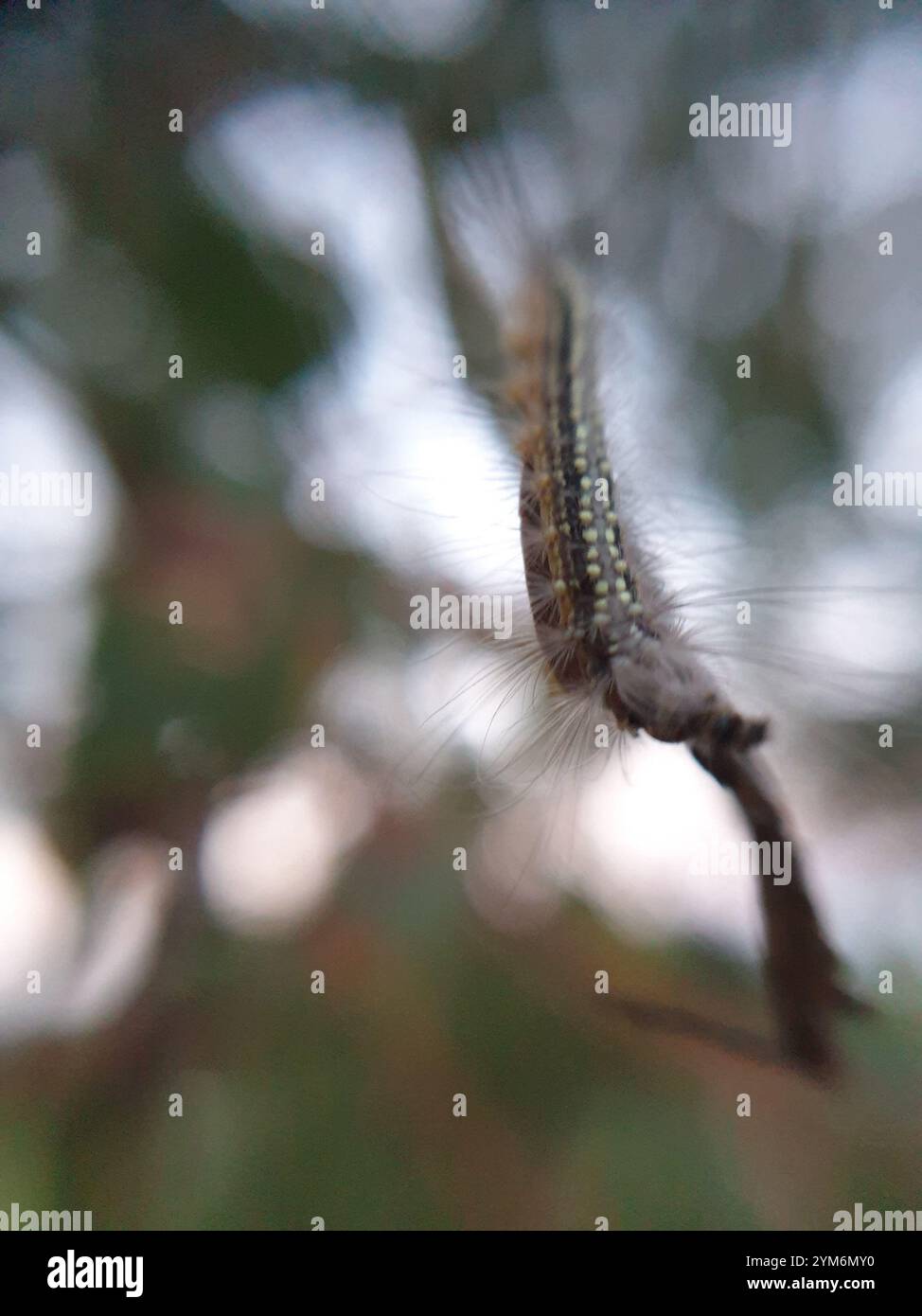 Gum Leaf Skeletonizer (Uraba lugens Stock Photo - Alamy