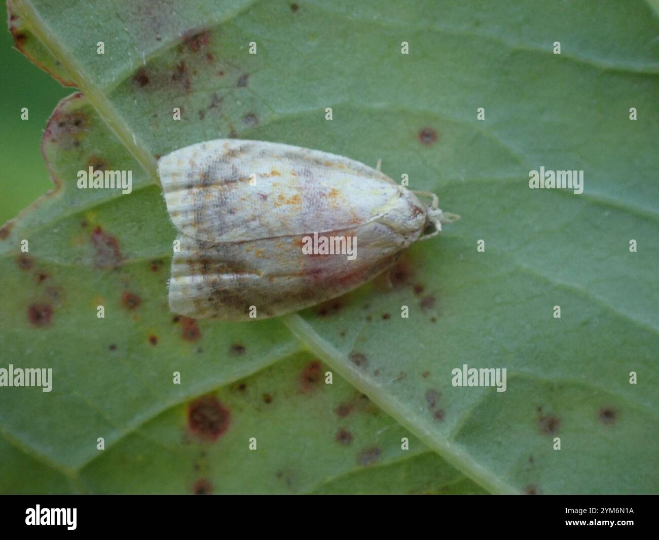 Blueberry Leaftier Moth (Acleris curvalana Stock Photo - Alamy