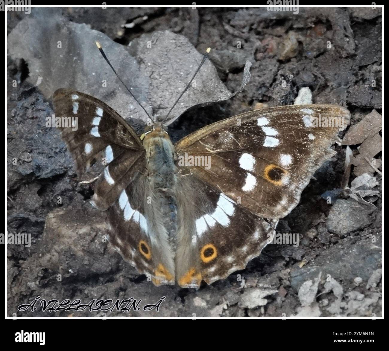 Lesser Purple Emperor (Apatura ilia Stock Photo - Alamy