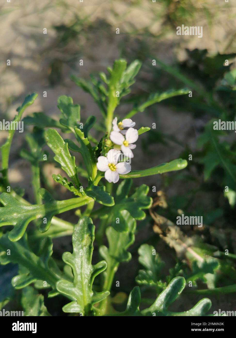 European Searocket (Cakile maritima Stock Photo - Alamy