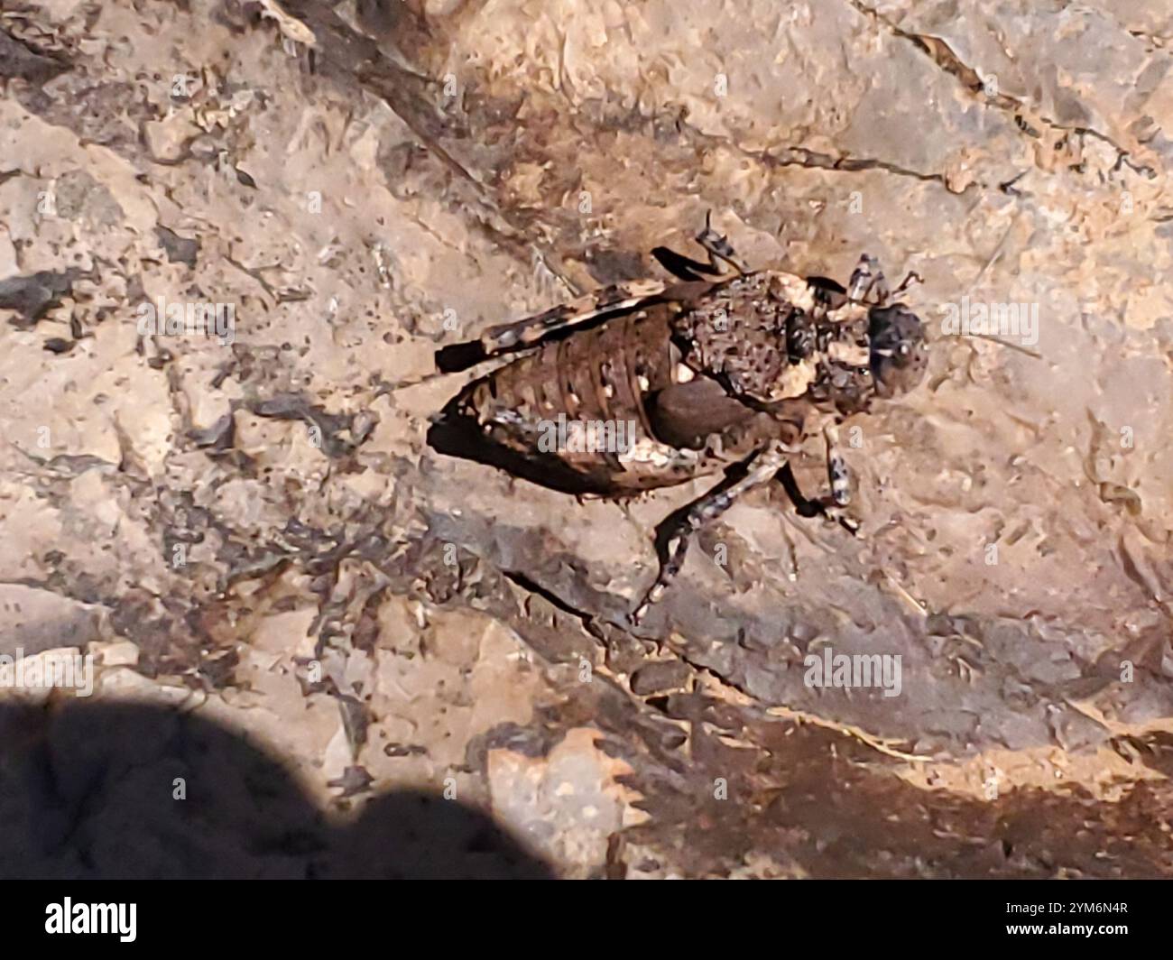Robust Toad Lubber (Phrynotettix robustus Stock Photo - Alamy