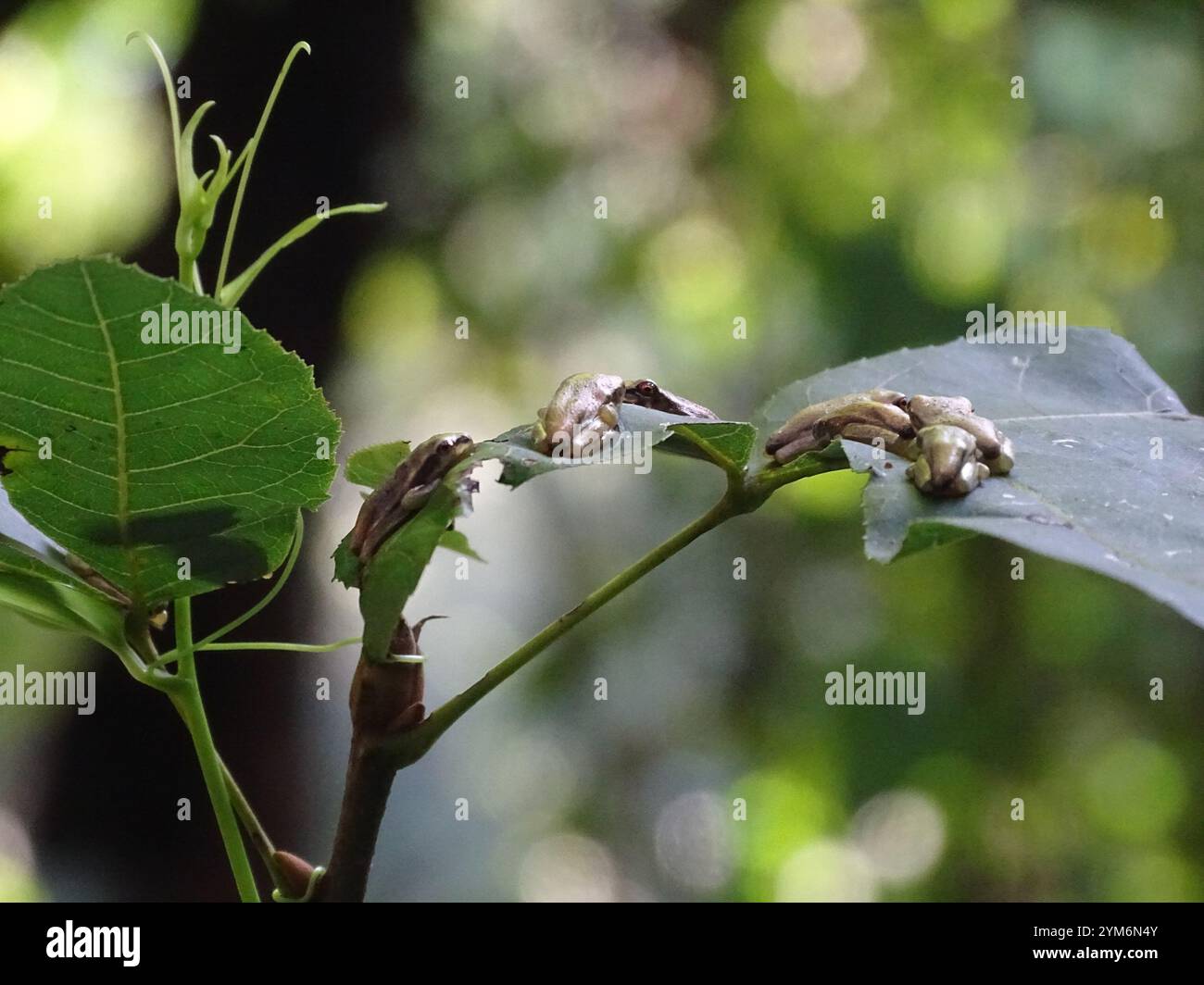 Cuban Tree Frog (Osteopilus septentrionalis Stock Photo - Alamy