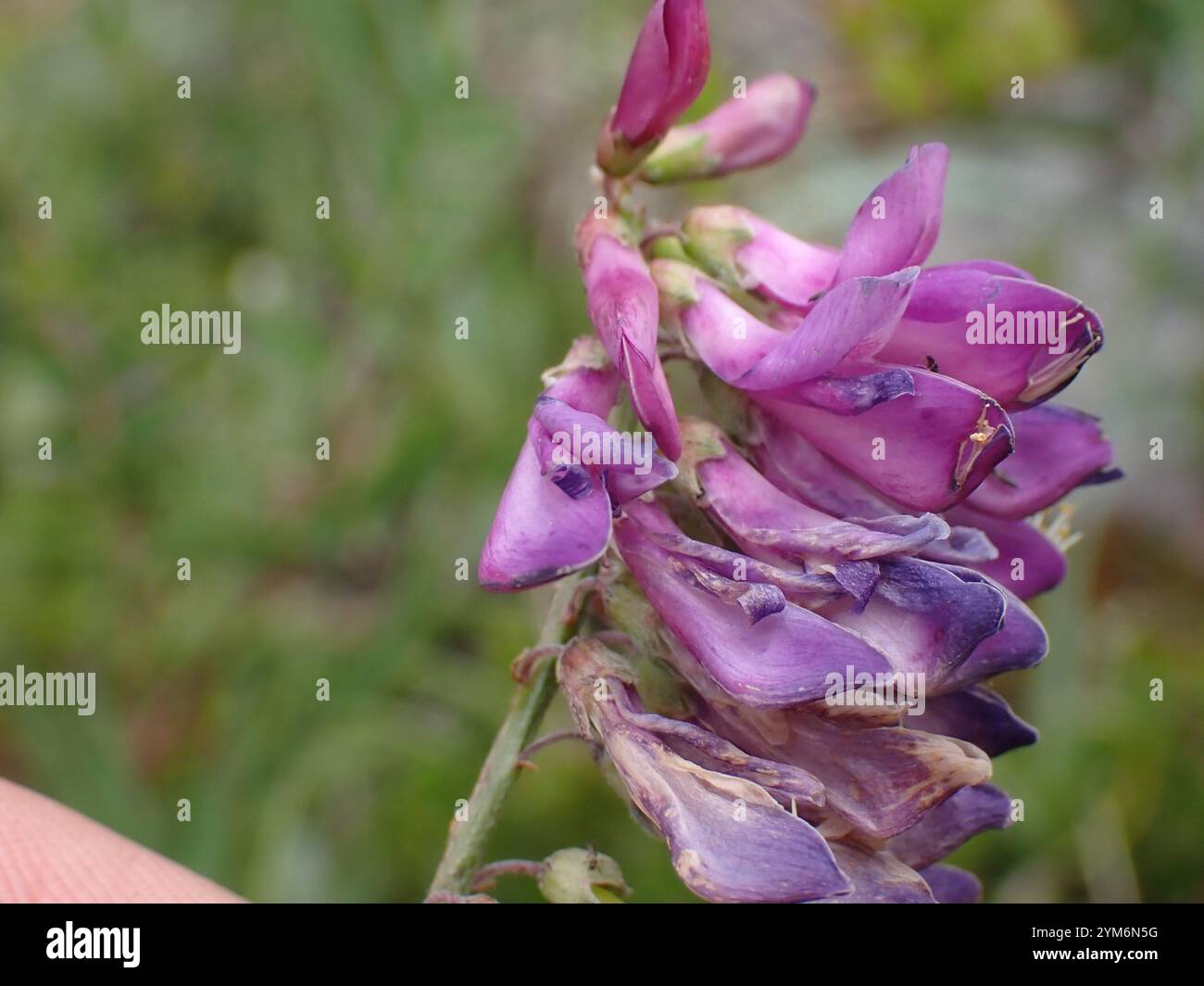 Alpine Sweet-vetch (Hedysarum alpinum Stock Photo - Alamy
