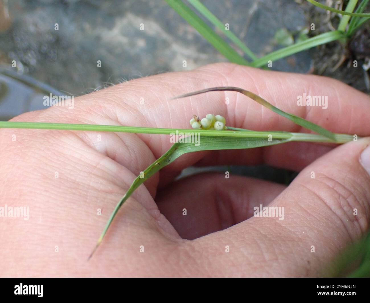 golden sedge (Carex aurea Stock Photo - Alamy