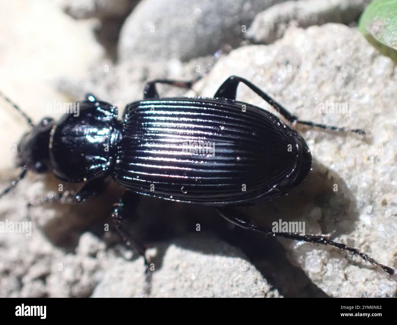 Blackclock Ground Beetles (Pterostichus Stock Photo - Alamy