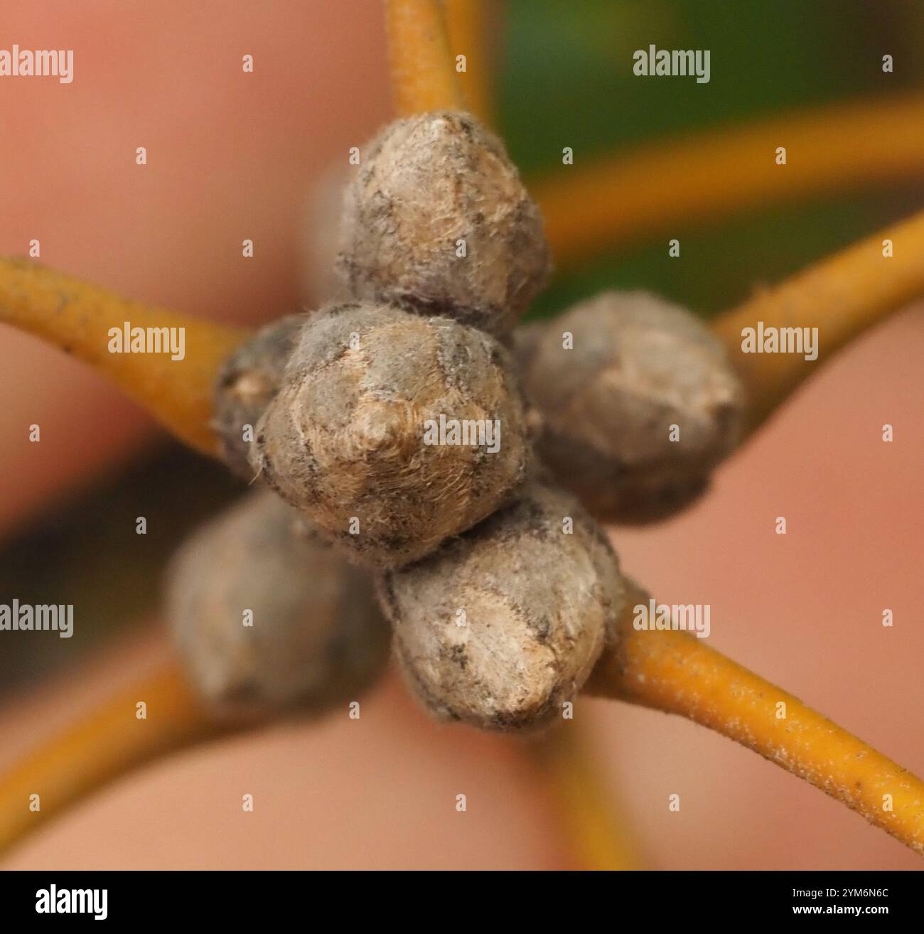 black oak (Quercus velutina Stock Photo - Alamy