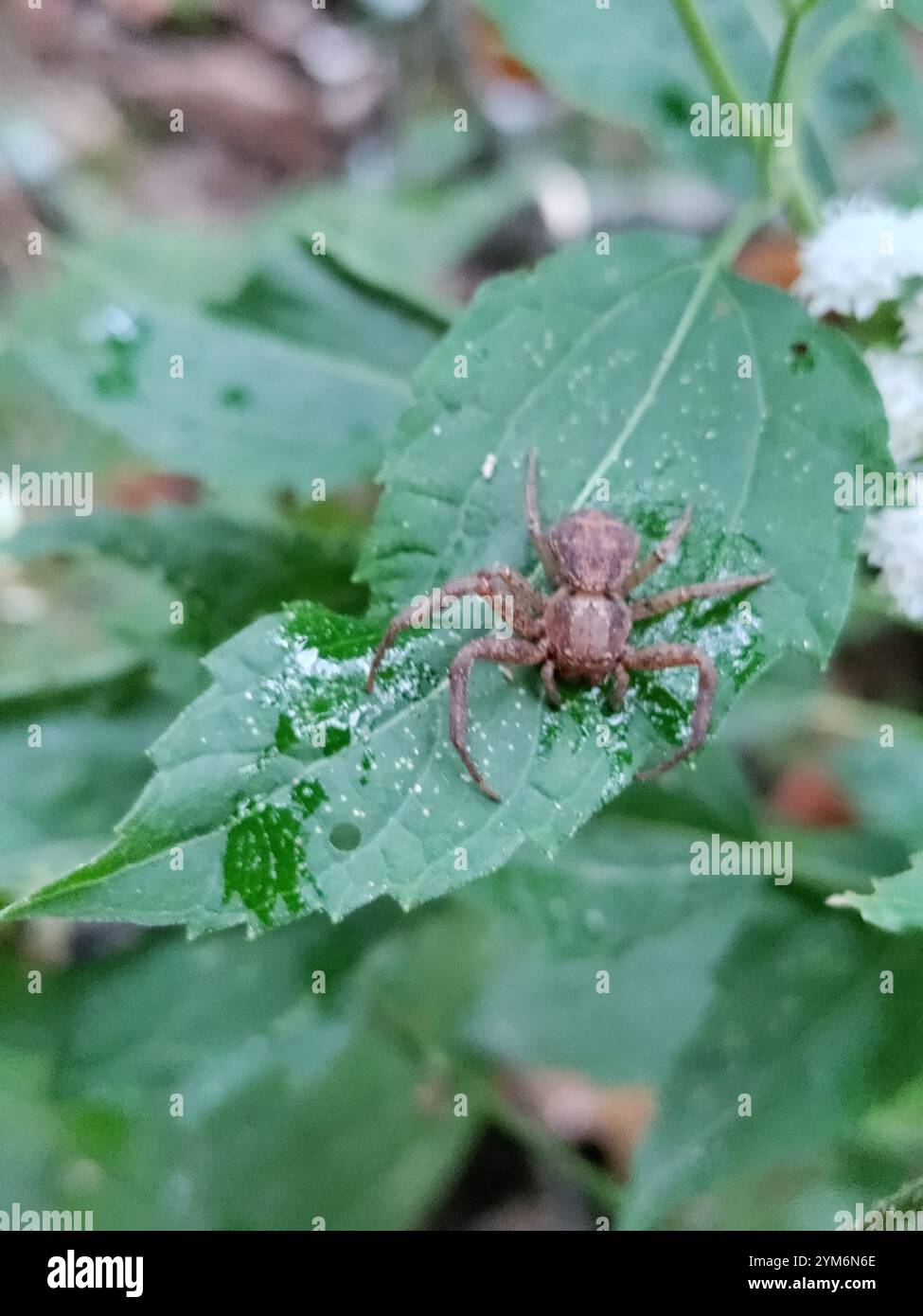 Crab Spiders (Thomisidae Stock Photo - Alamy