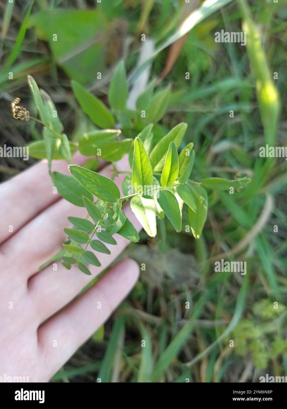 Bush Vetch (Vicia sepium Stock Photo - Alamy