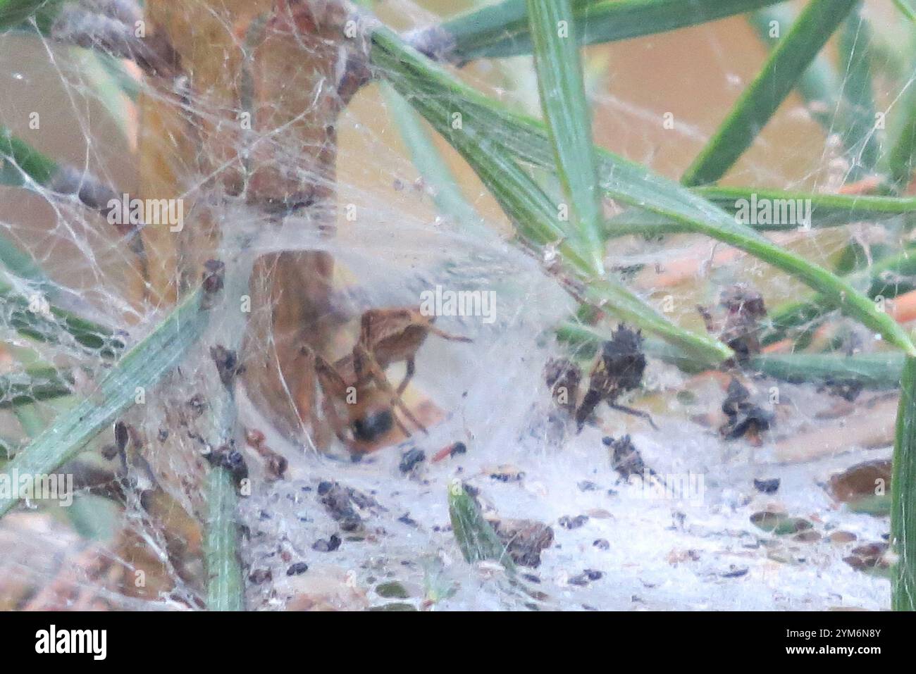 Typical Spiders (Araneomorphae Stock Photo - Alamy