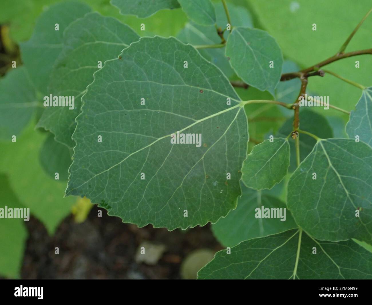 trembling aspen (Populus tremuloides Stock Photo - Alamy