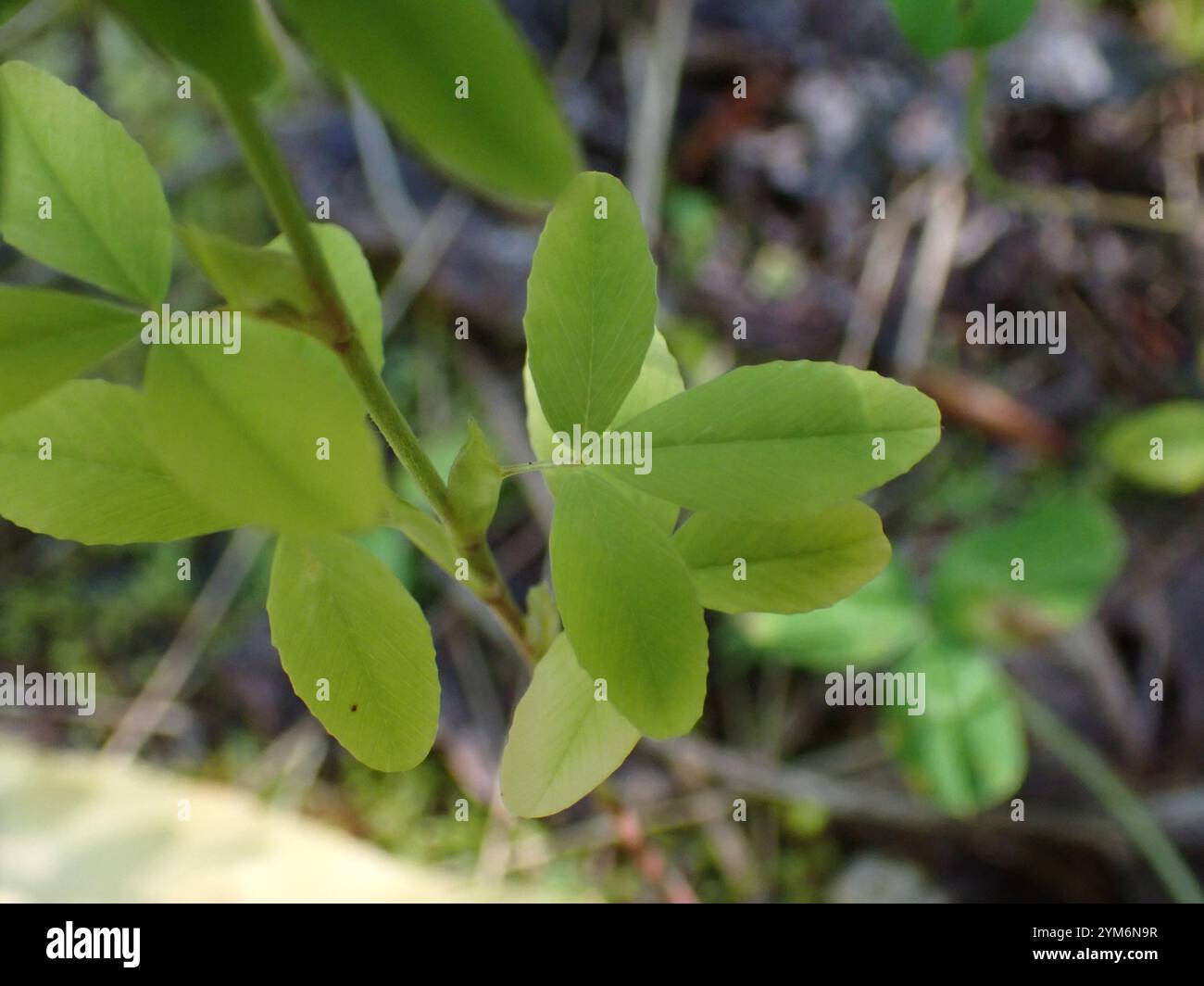 Trifolium aureum hi-res stock photography and images - Alamy