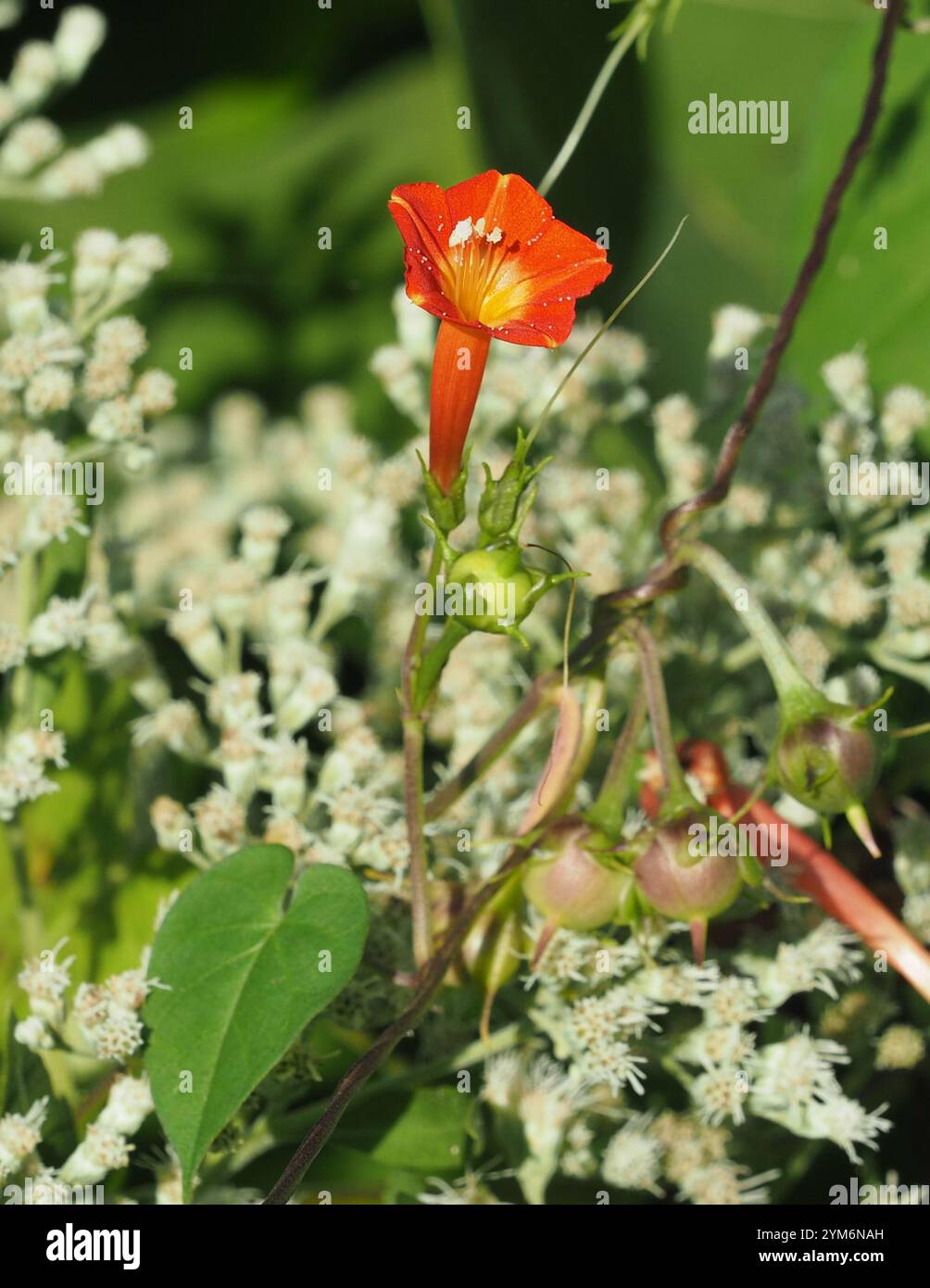red morning glory (Ipomoea coccinea Stock Photo - Alamy