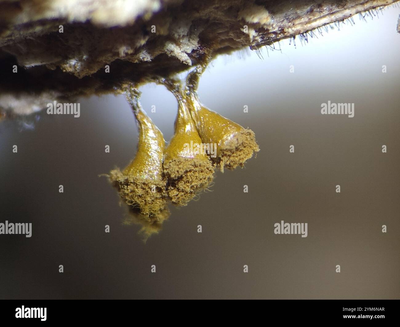 Trichia crateriformis hi-res stock photography and images - Alamy