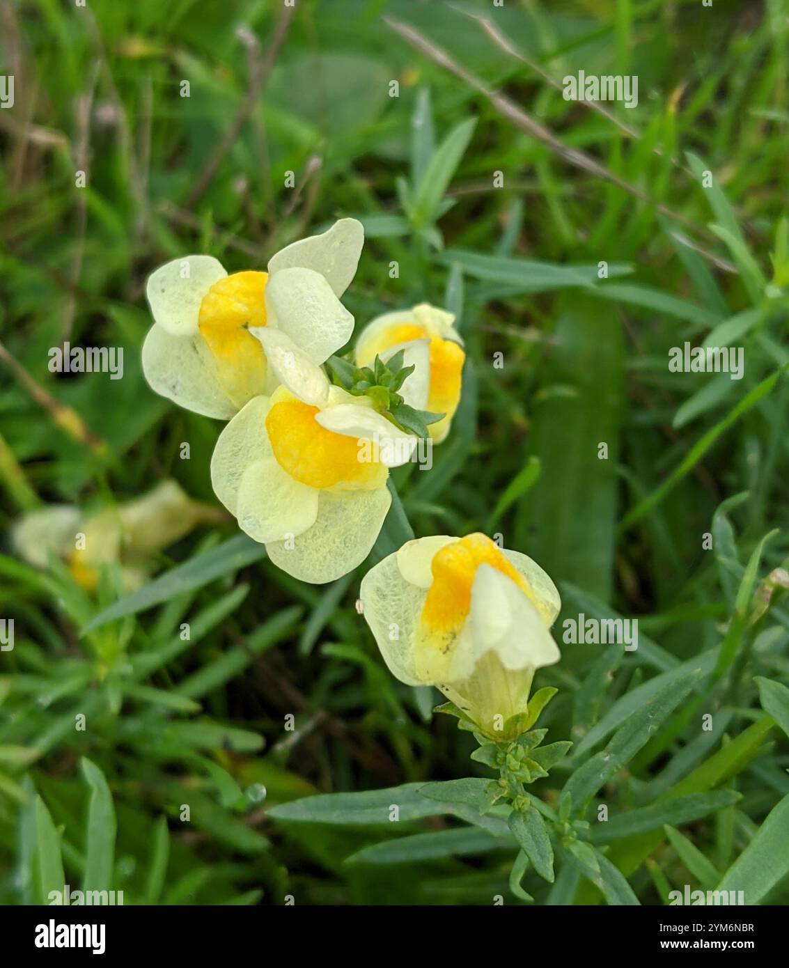 common toadflax (Linaria vulgaris Stock Photo - Alamy