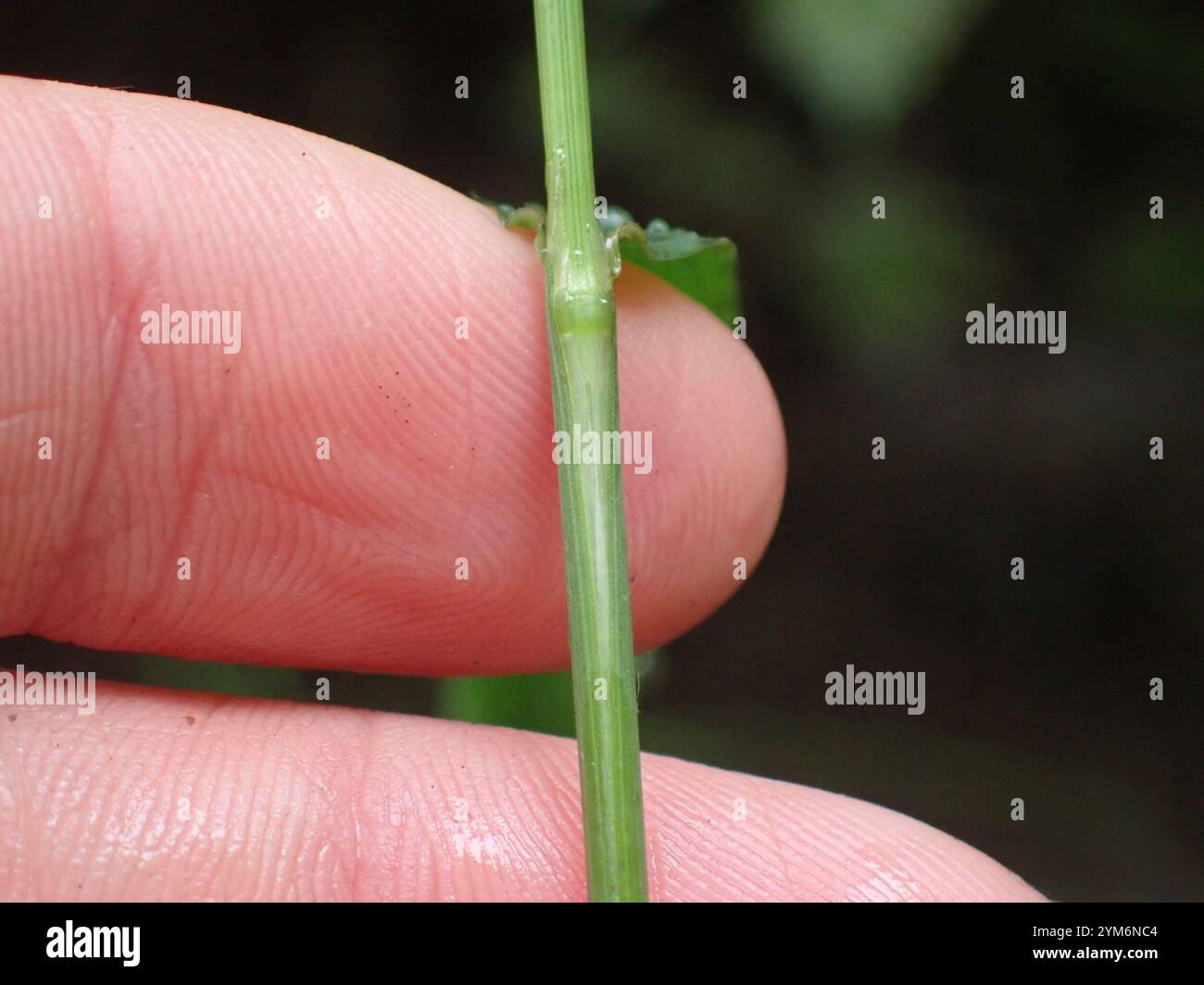 drooping woodreed (Cinna latifolia Stock Photo - Alamy