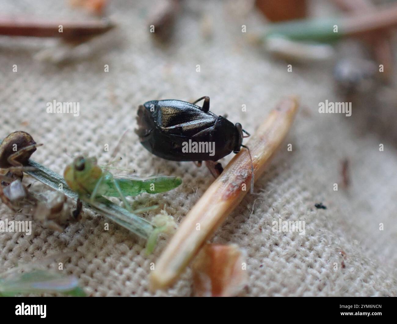 True Bugs (Heteroptera Stock Photo - Alamy