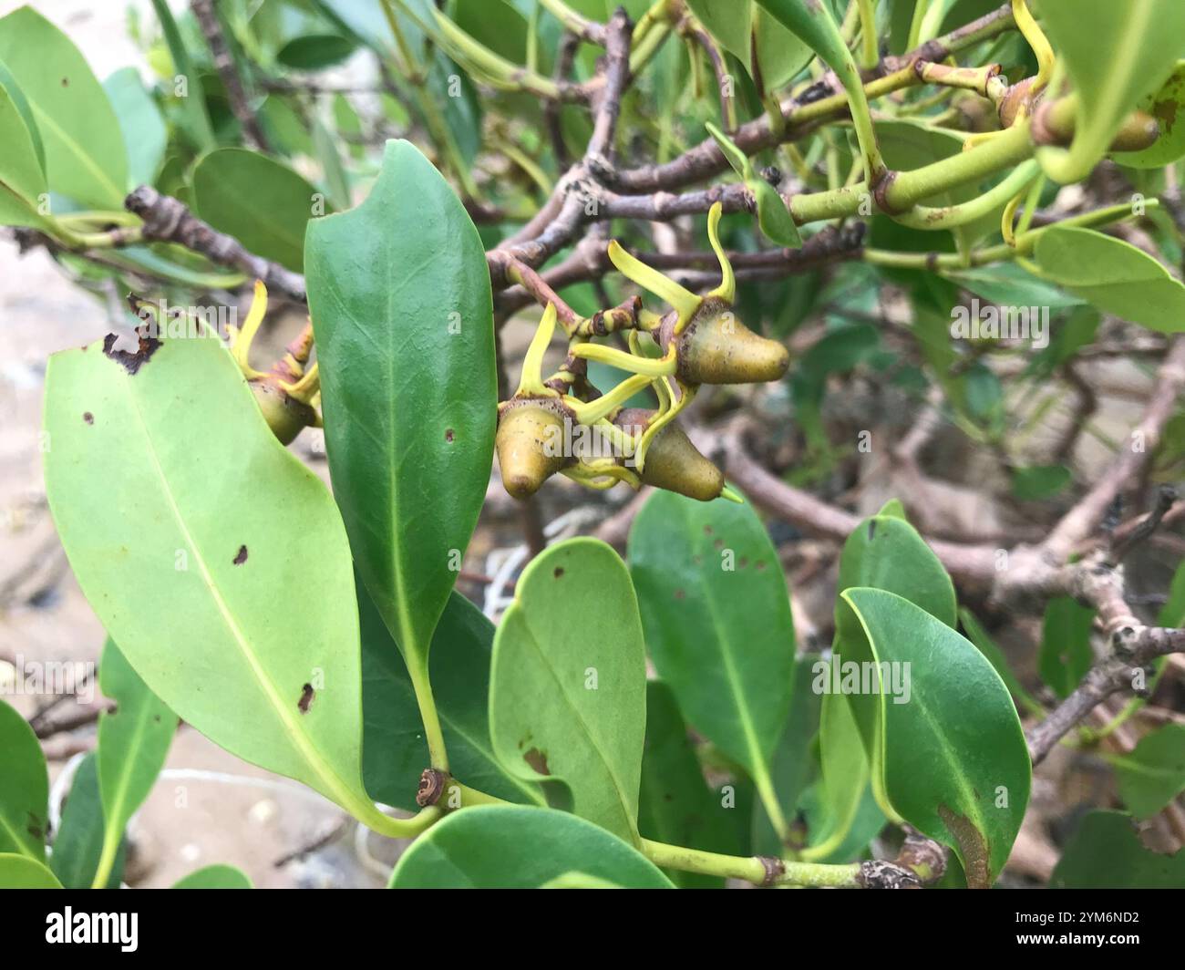 Kandelia hi-res stock photography and images - Alamy