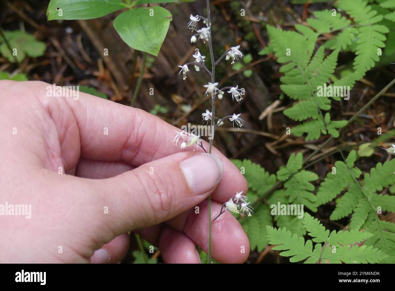 Oneleaf Foamflower (Tiarella trifoliata unifoliata Stock Photo - Alamy