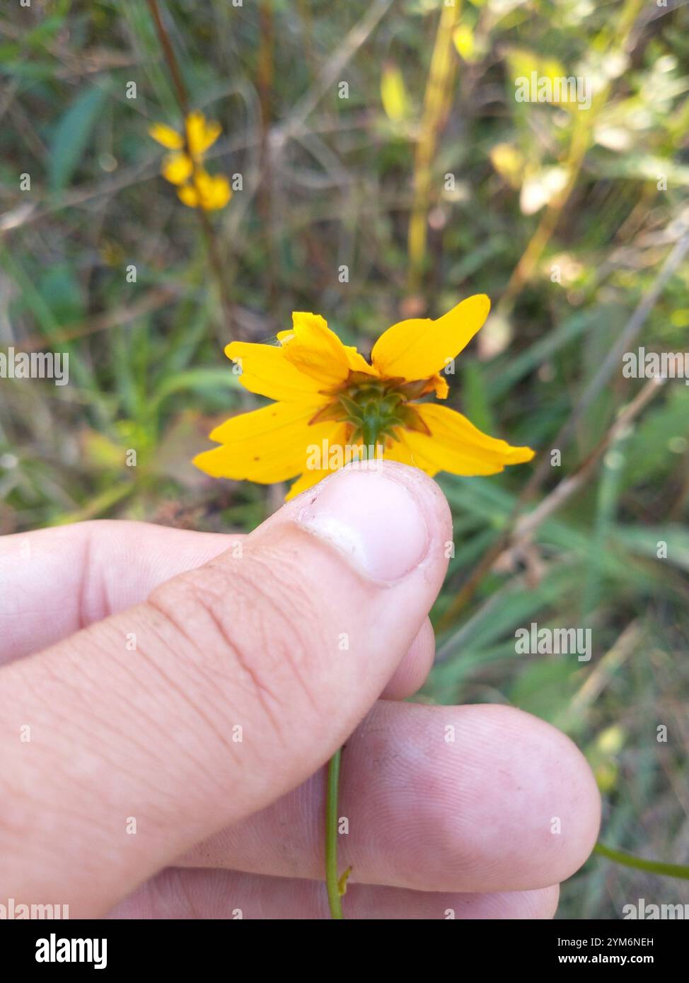 Texas Tickseed (Coreopsis linifolia Stock Photo - Alamy