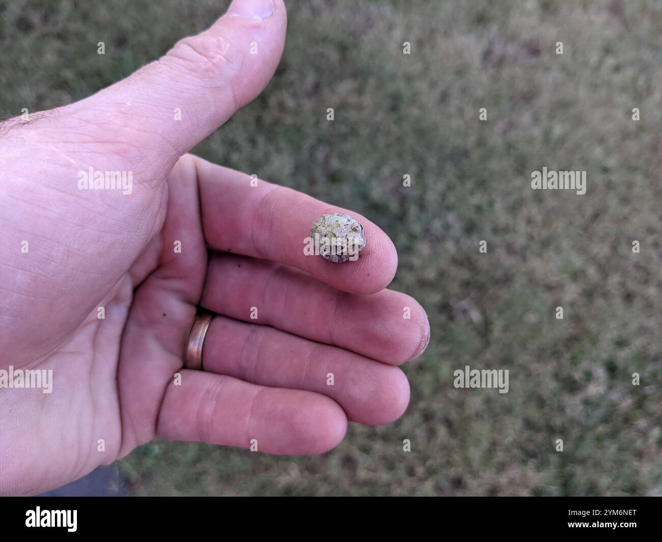 Cope's Gray Treefrog (Hyla chrysoscelis Stock Photo - Alamy