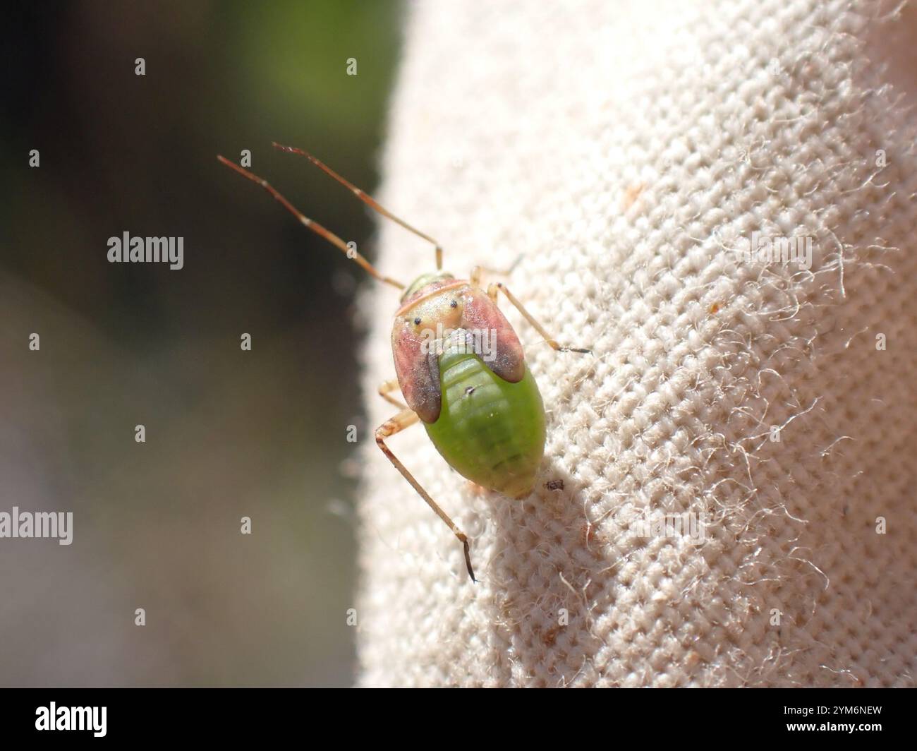 True Bugs (Heteroptera Stock Photo - Alamy