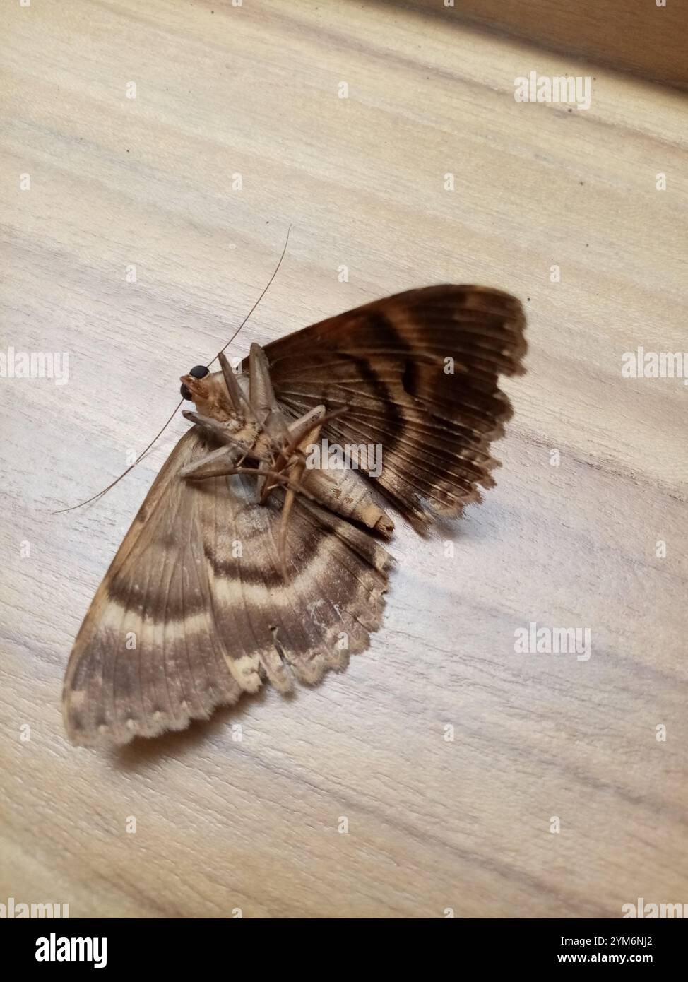 Underwing, Tiger, Tussock, and Allied Moths (Erebidae Stock Photo - Alamy