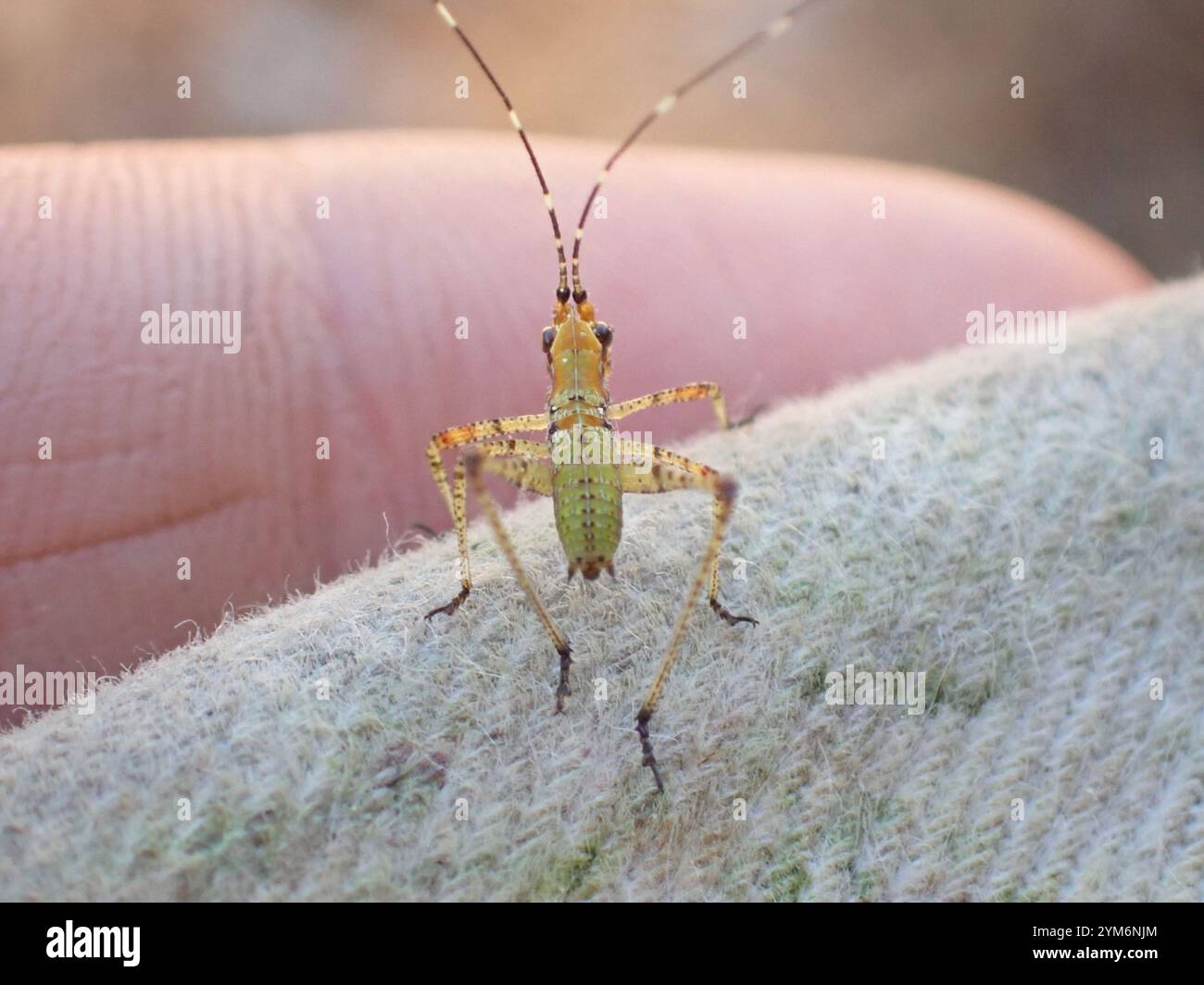 Fork-tailed Bush Katydid (Scudderia furcata Stock Photo - Alamy