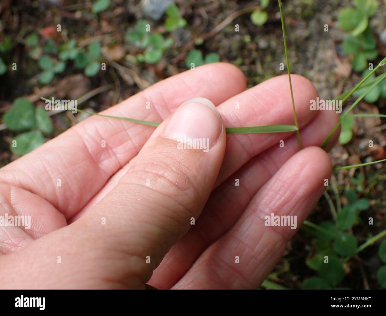 California oatgrass (Danthonia californica Stock Photo - Alamy