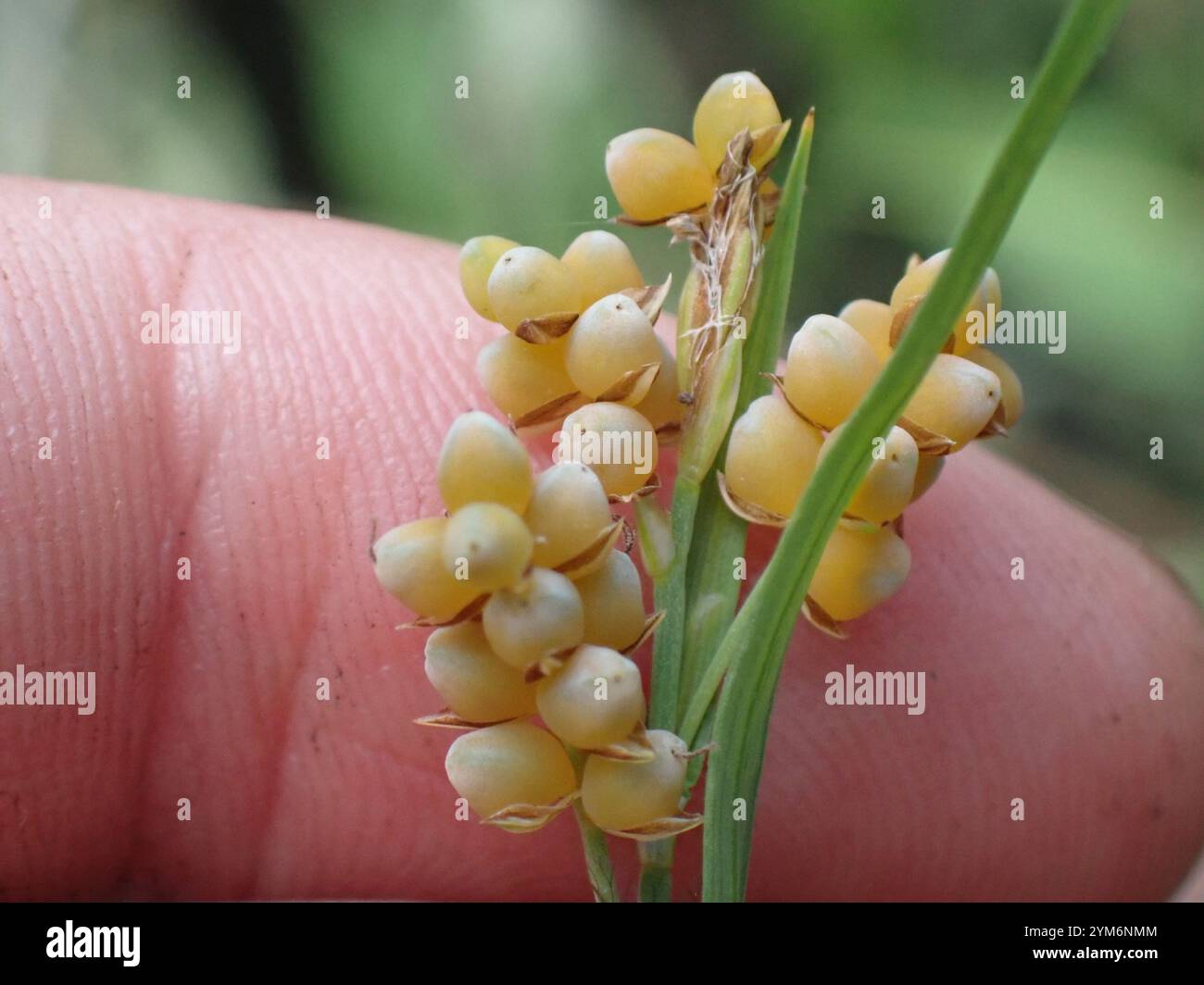 golden sedge (Carex aurea Stock Photo - Alamy