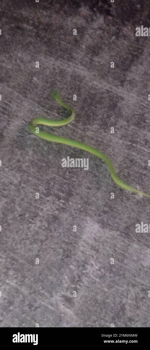 White-lipped Pit Viper (Trimeresurus albolabris Stock Photo - Alamy