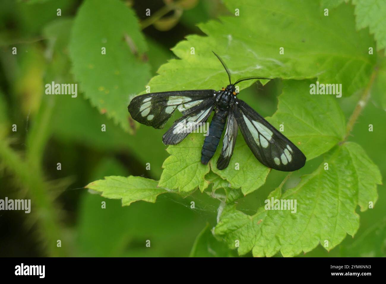 Police Car Moth (Gnophaela vermiculata Stock Photo - Alamy