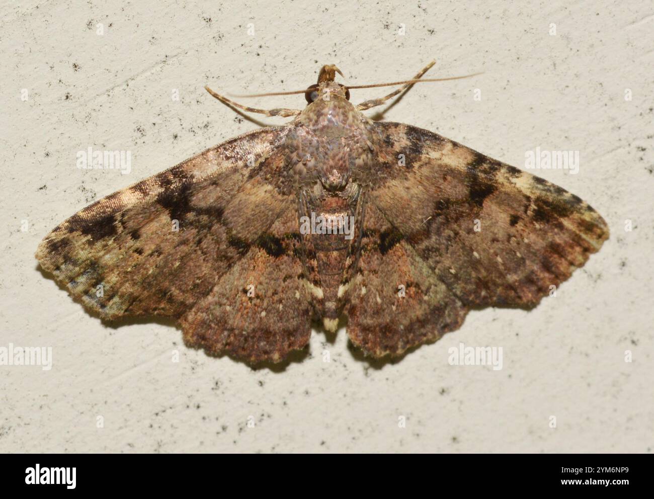 Four-spotted Fungus Moth (Metalectra quadrisignata Stock Photo - Alamy