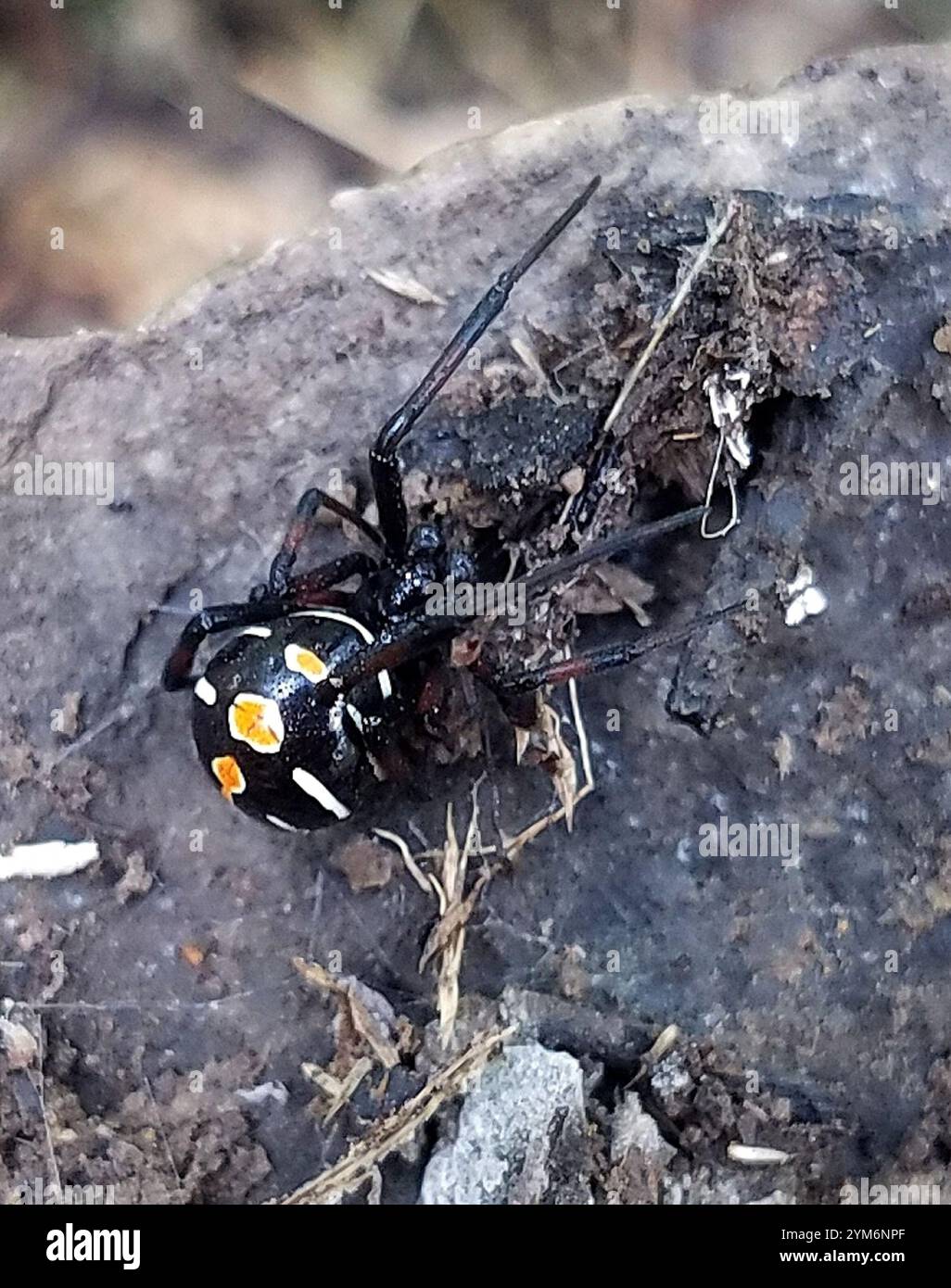 Northern Black Widow (Latrodectus variolus Stock Photo - Alamy